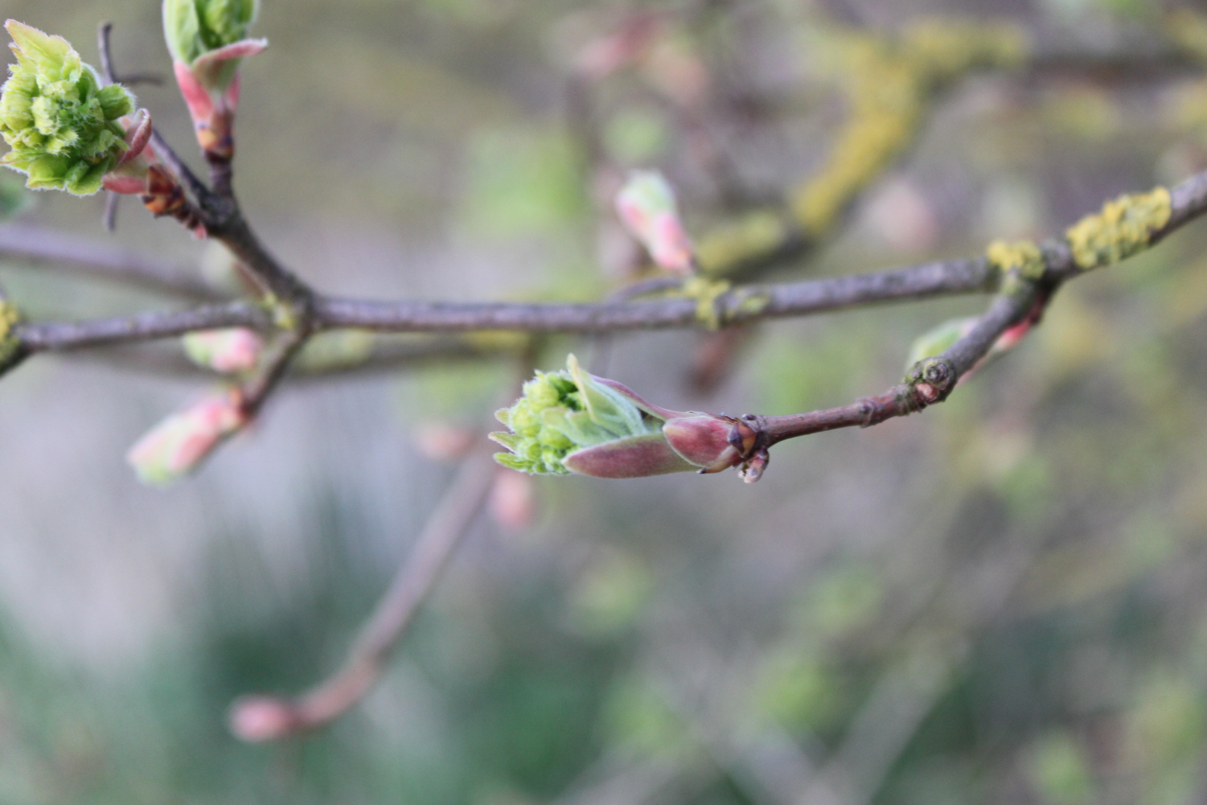 Budburst - Nature's Calendar