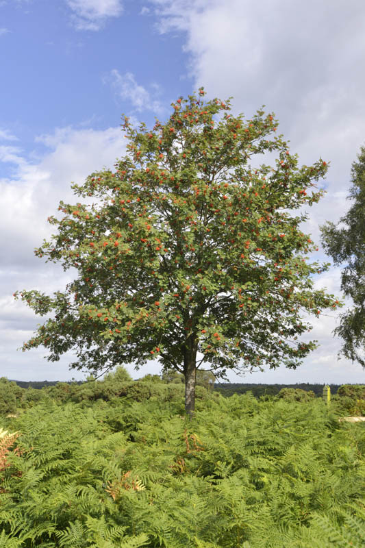 Rowan - Nature's Calendar