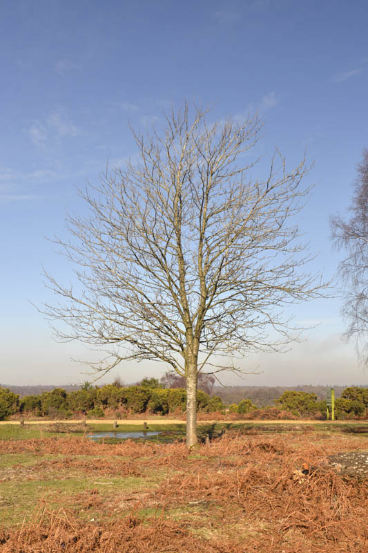 Rowan - Nature's Calendar