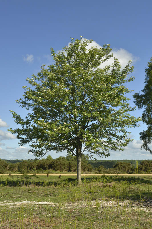 Rowan - Nature's Calendar